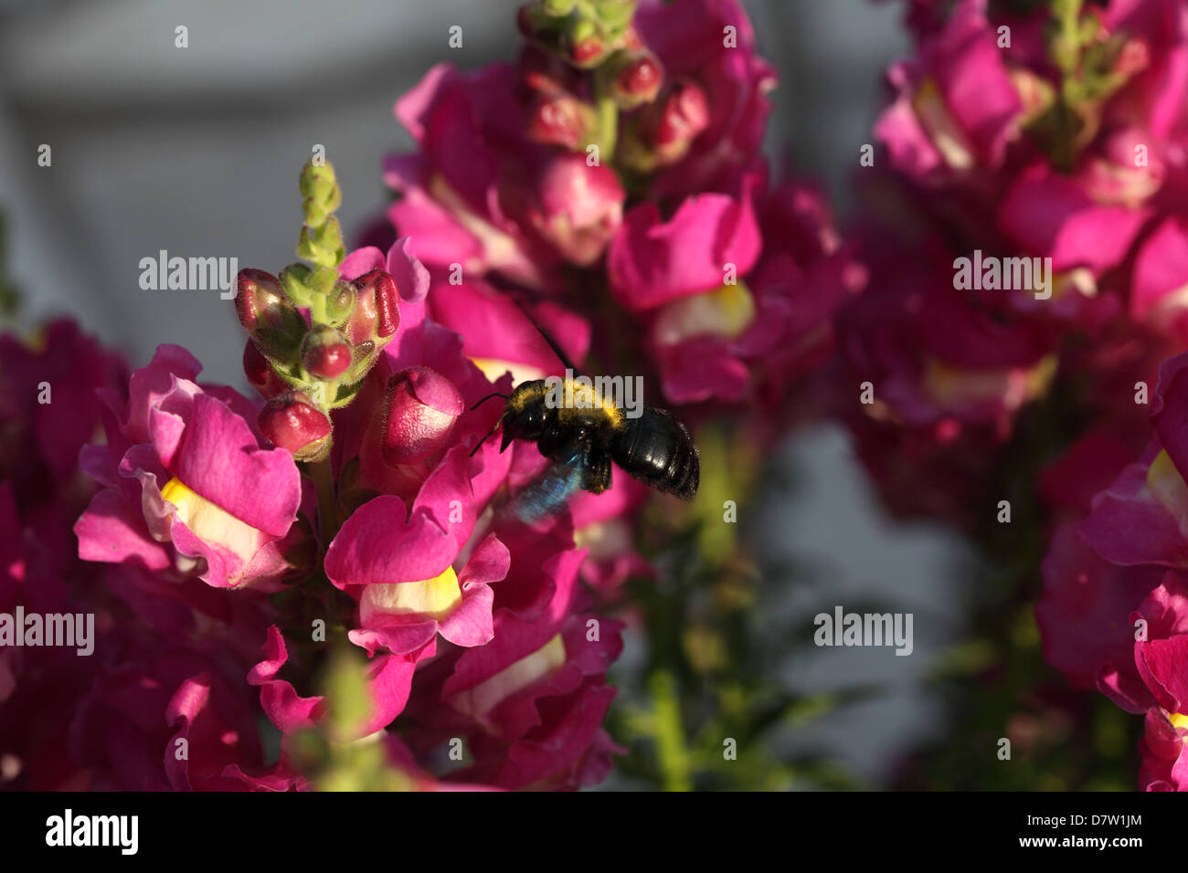 Bug life hi-res stock photography and images - Alamy