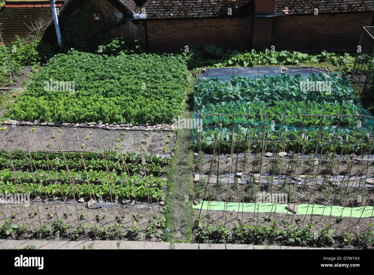 Allotment with vegetables growing in neat rows and staked with canes ...