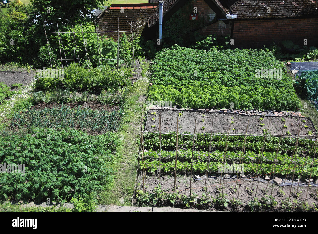Allotment with vegetables growing in neat rows and staked with canes ...