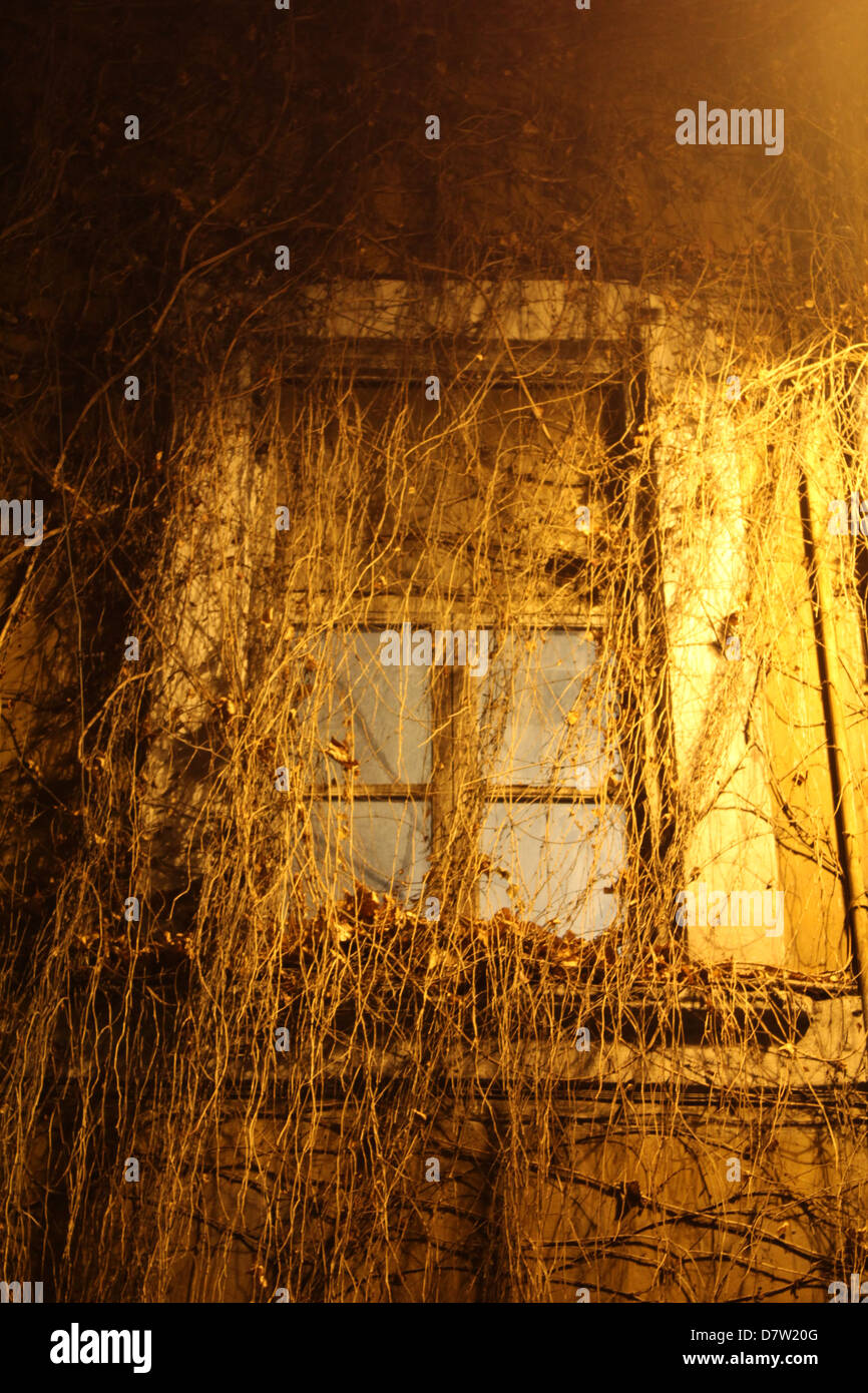 ivy growing on window on building at night in trastevere rome italy ...