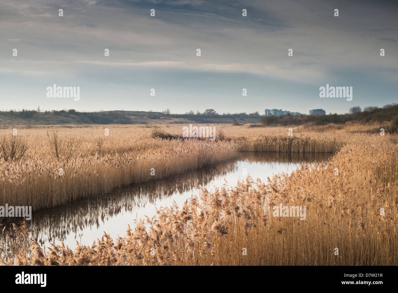 Star Pit Nature Reserve, a former brick pit in Peterborough ...