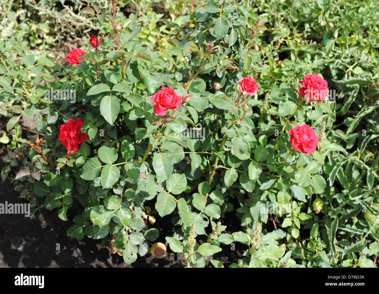 Red rose Bush Stock Photo - Alamy