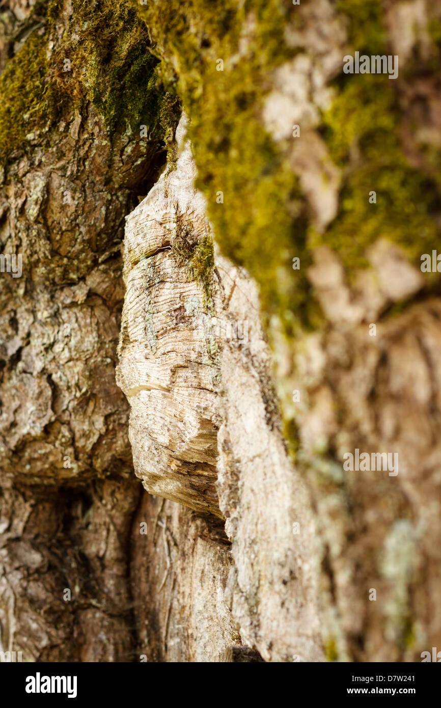 French france moss trunk hi-res stock photography and images - Alamy