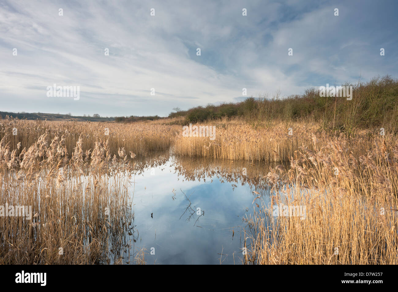 Star Pit Nature Reserve, a former brick pit in Peterborough ...