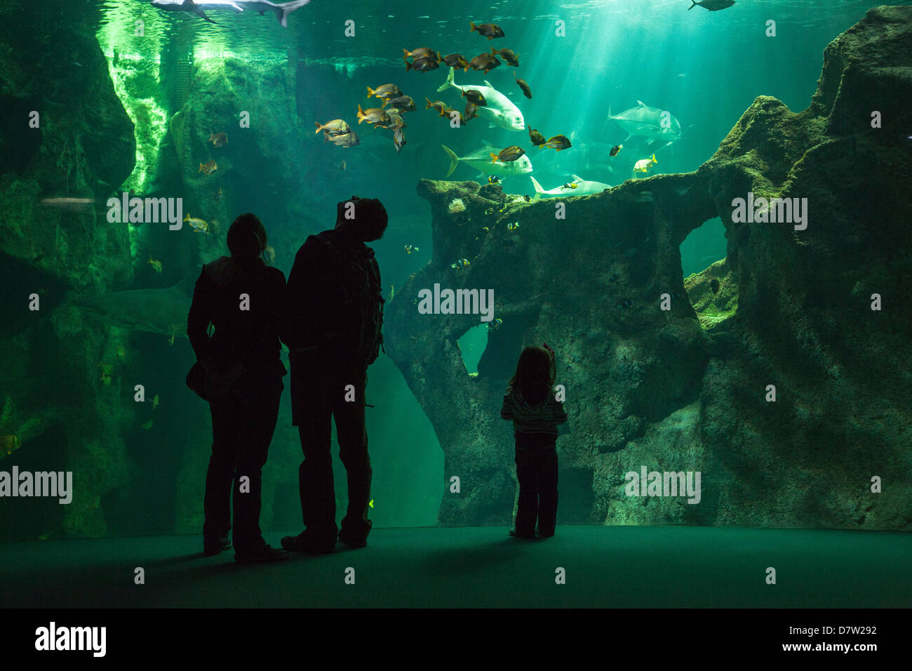 People look at fish in the shark tank at the aquarium in La Rochelle ...