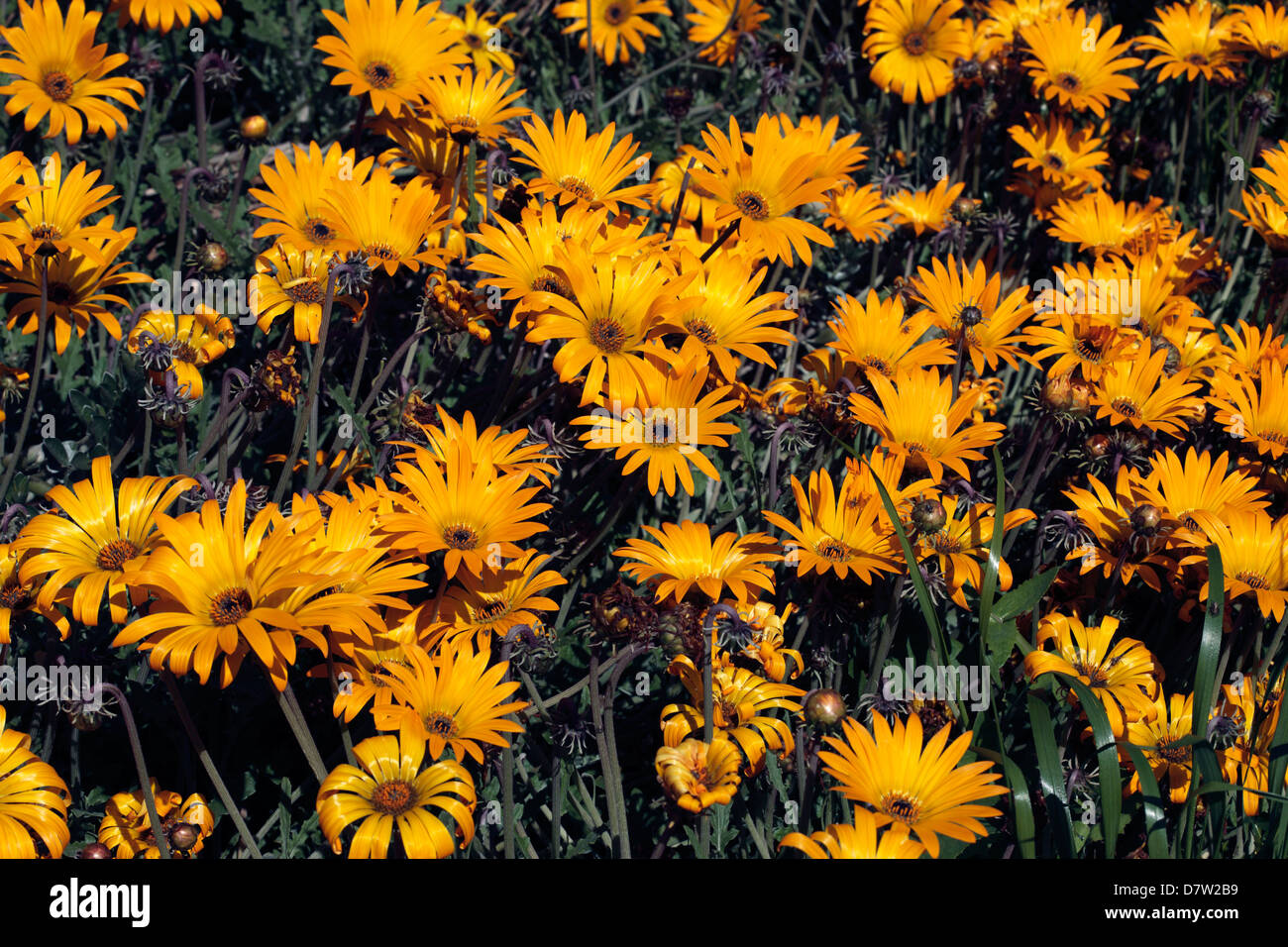 African daisies arctotis hi-res stock photography and images - Alamy