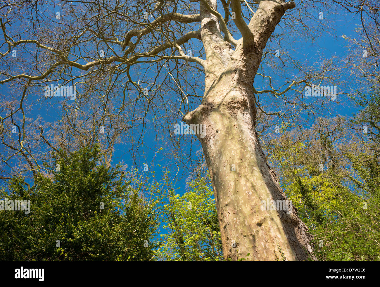 Large old plane tree in early spring, Peterborough, Cambridgeshire ...