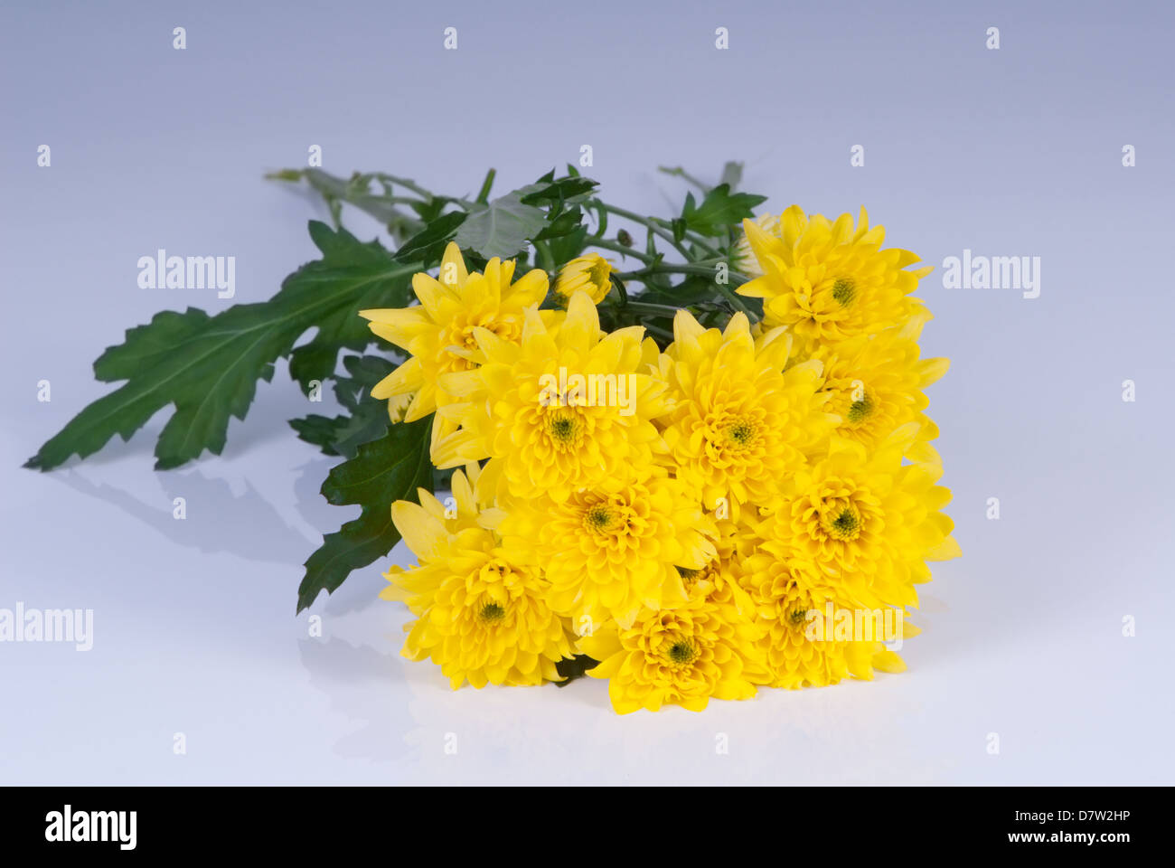 Yellow Asters Stock Photos & Yellow Asters Stock Images - Alamy