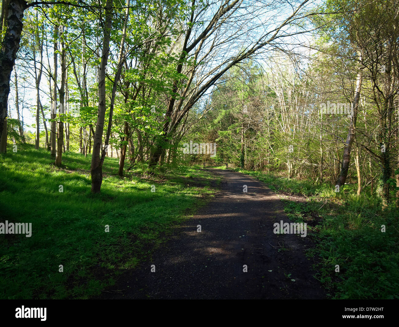 Road through Beech Forest Stock Photo - Alamy