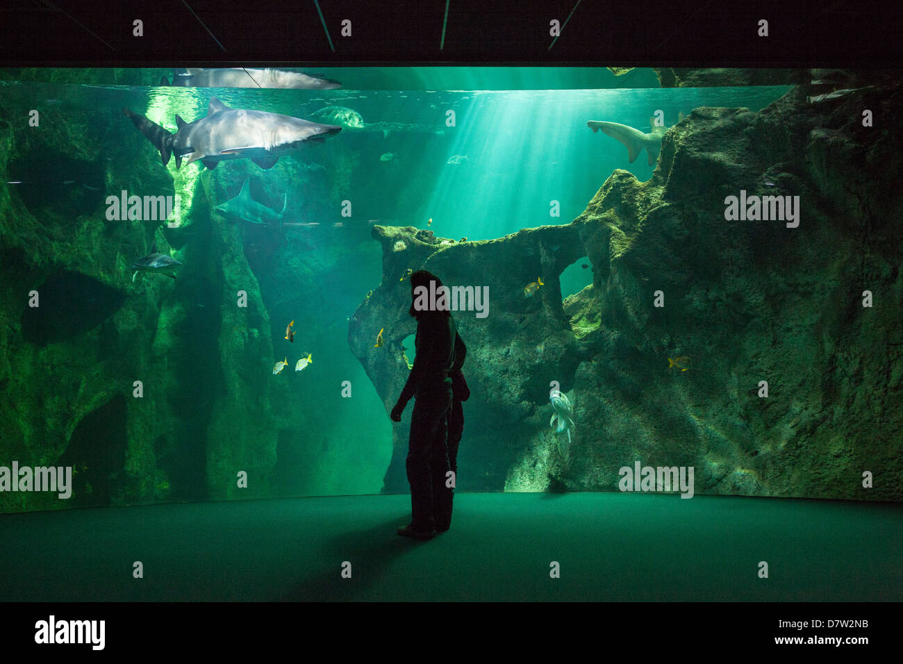 People look at fish in the shark tank at the aquarium in La Rochelle ...