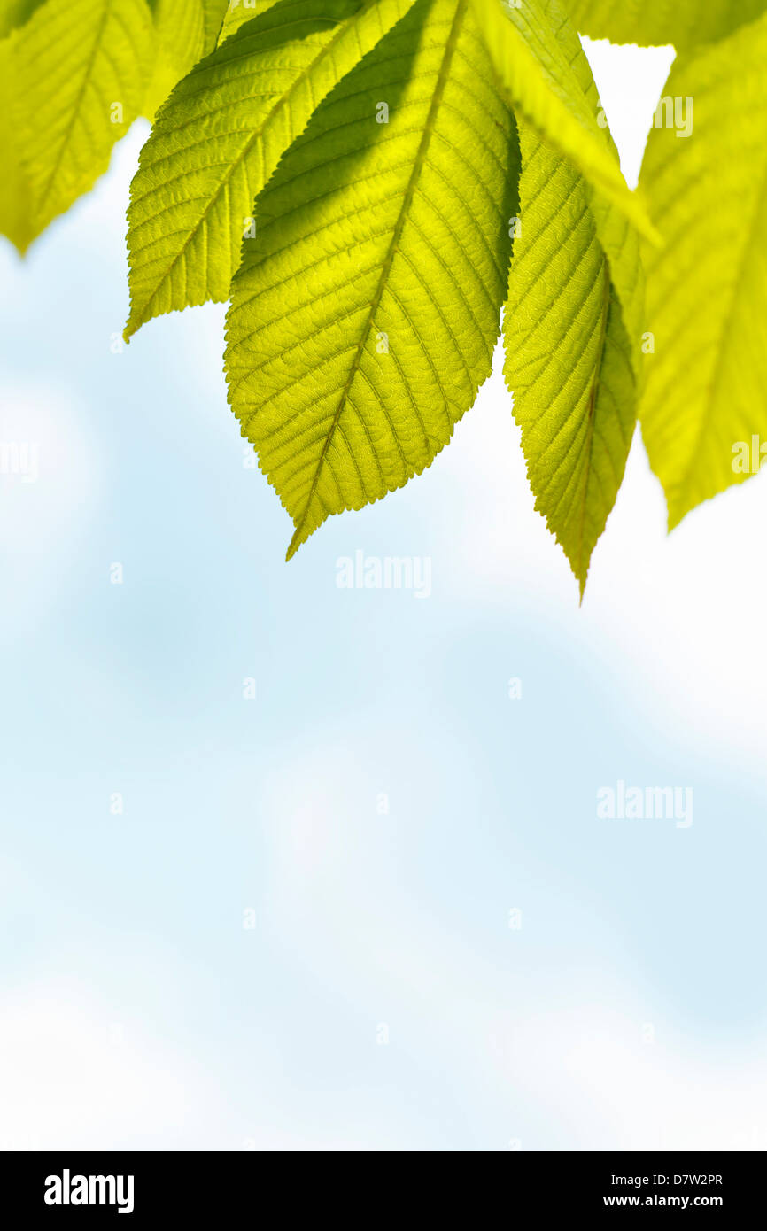 Green leaves, France Stock Photo - Alamy