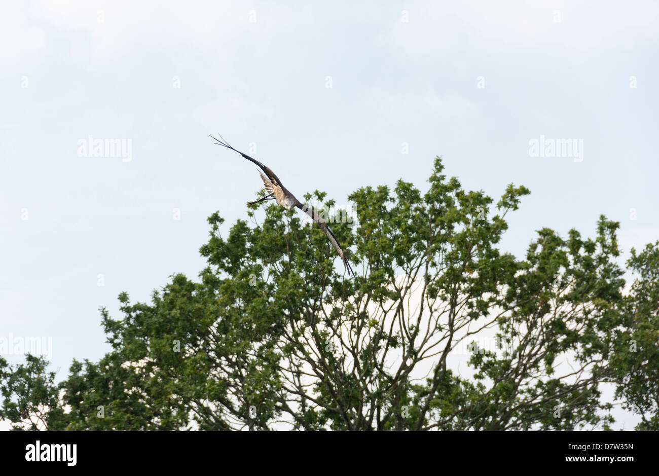 Saker falcon swooping towards an unseen lure deployed by its handler ...