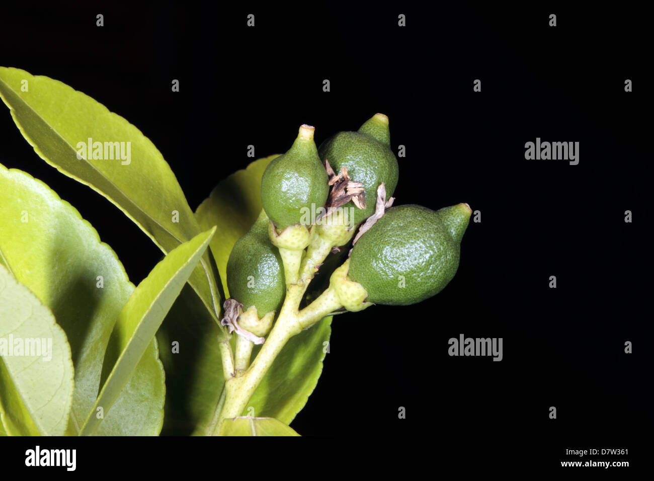 Close-up of developing fruits of Tahitian Lime Tree- Tilia latifolia ...