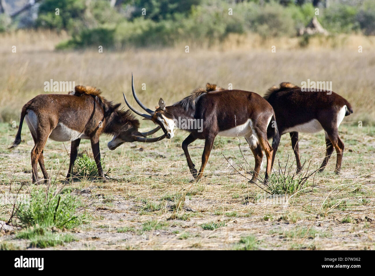 3 Antelopes High Resolution Stock Photography and Images - Alamy