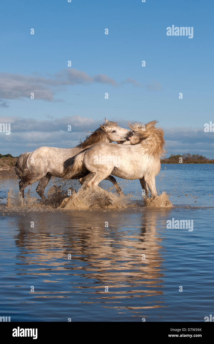 Stallions hi-res stock photography and images - Alamy