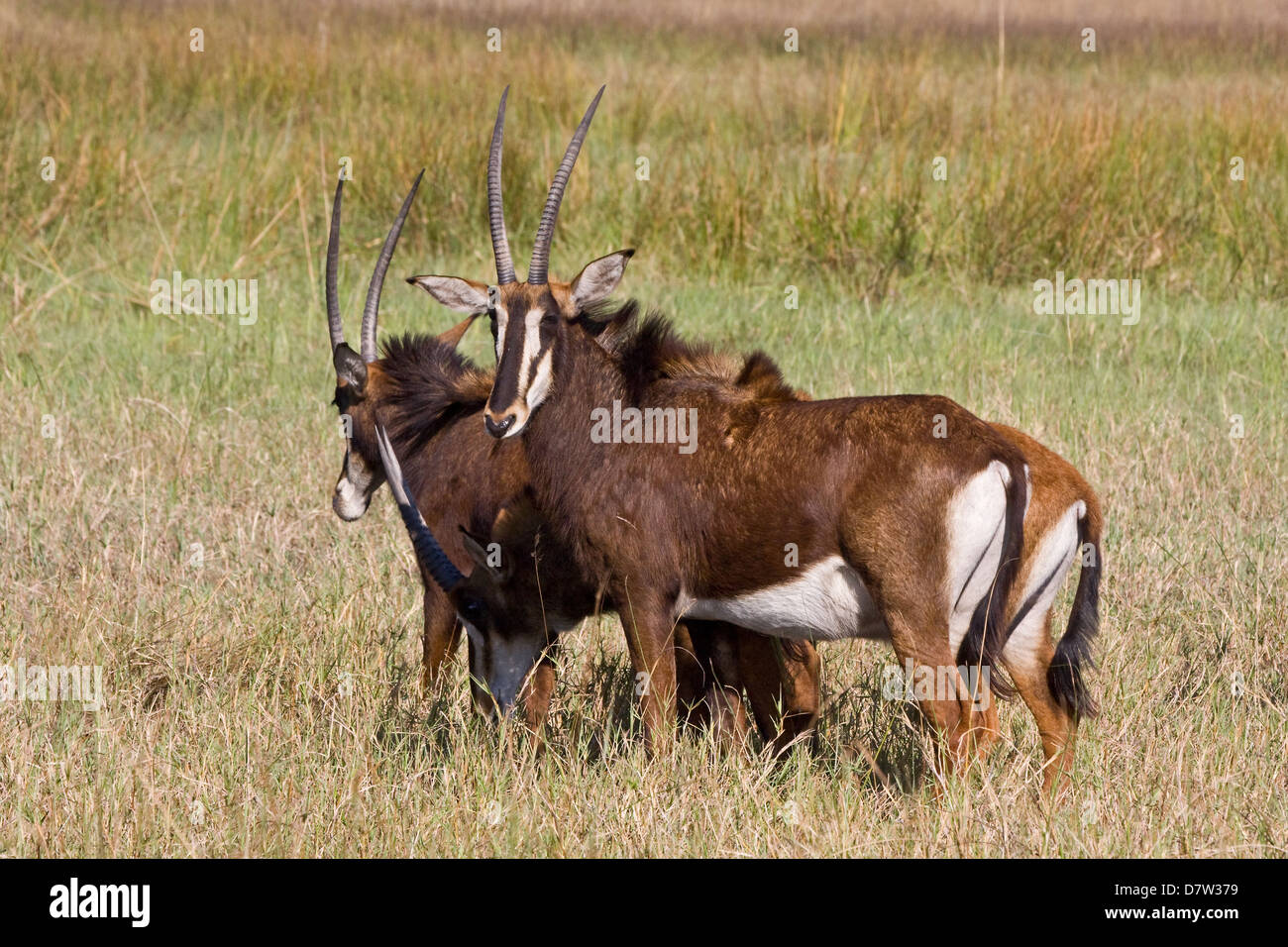 Sable antelopes hi-res stock photography and images - Alamy