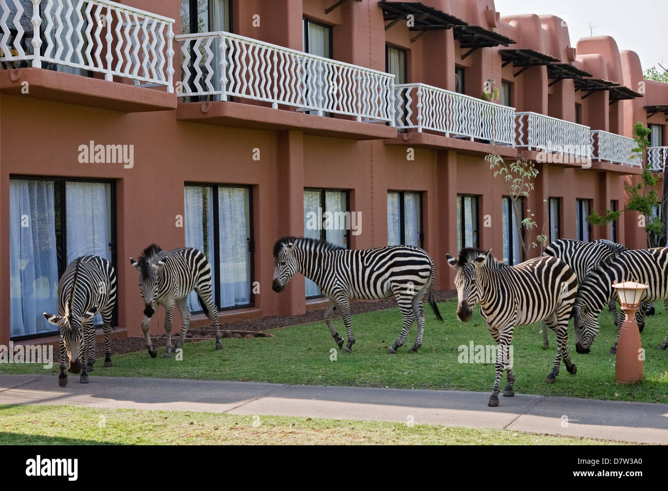 Zebra house hi-res stock photography and images - Alamy