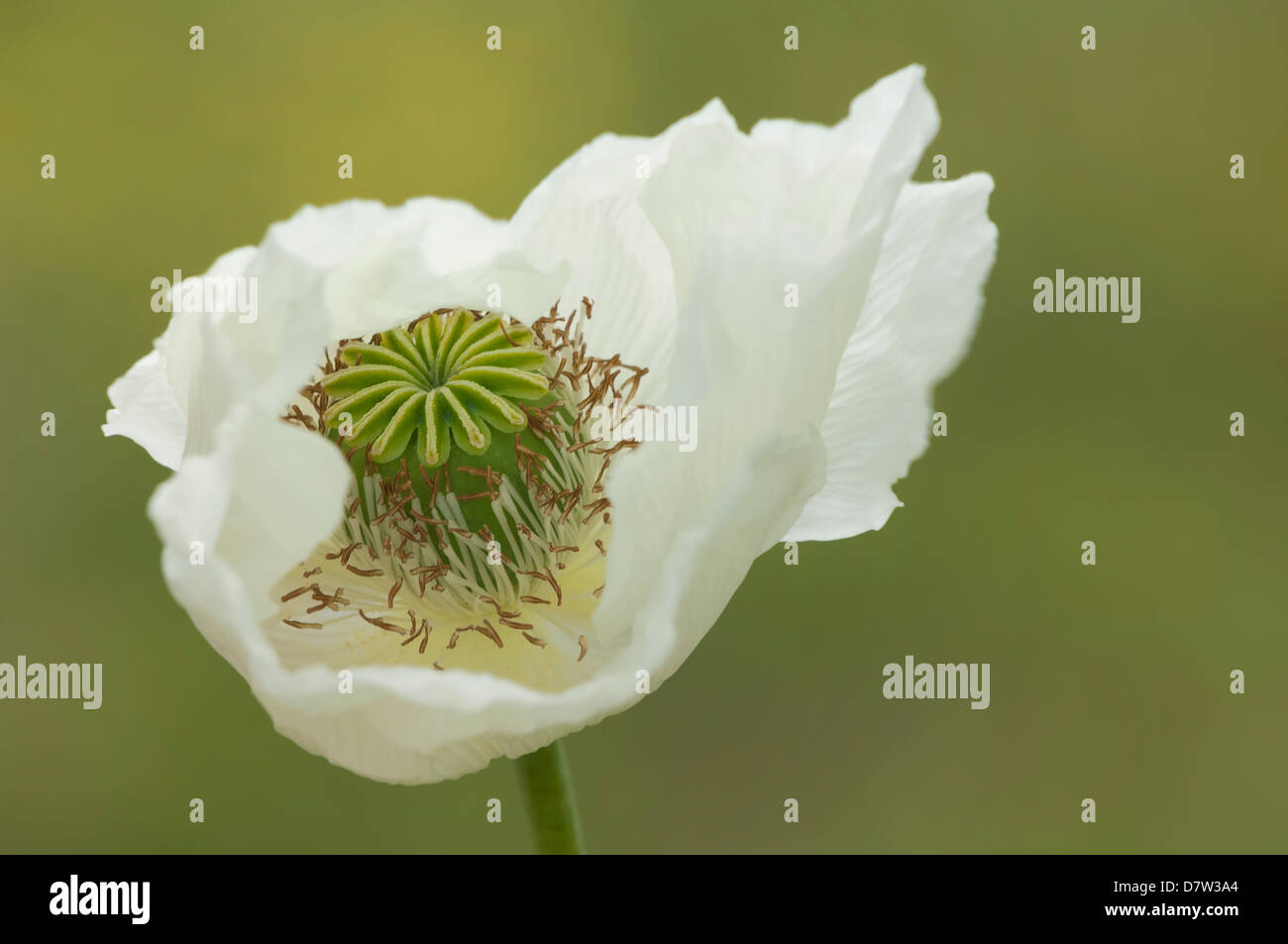 Opium poppy (Papaver somniferum), Turkey Minor Stock Photo - Alamy