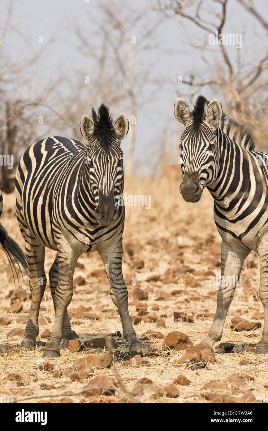 Botswana plains zebra standing hi-res stock photography and images - Alamy