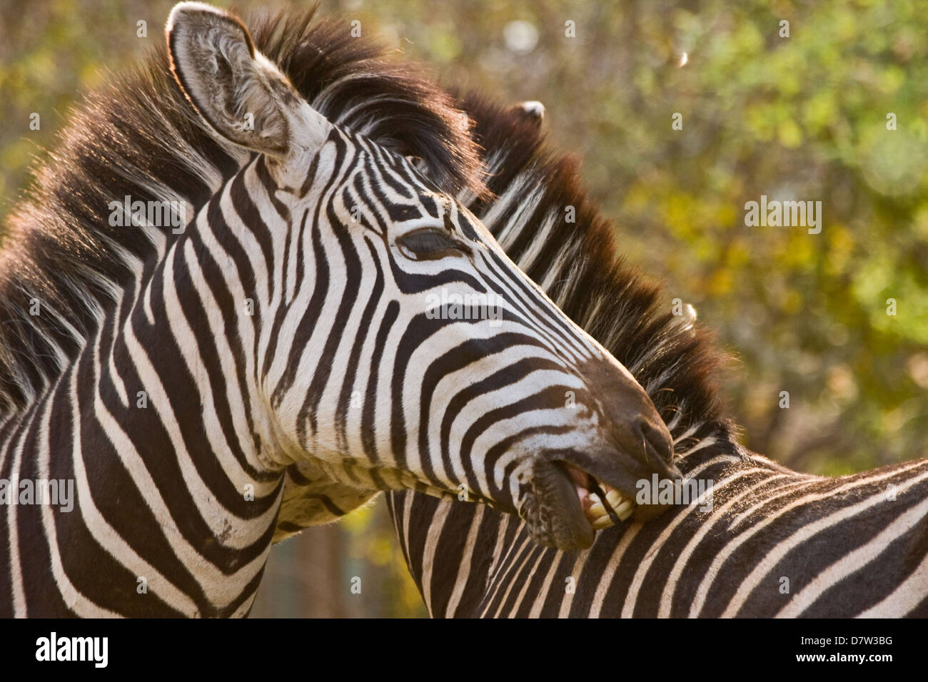 Zebra grooming hi-res stock photography and images - Alamy
