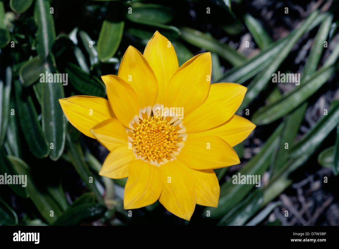 Treasure flower hi-res stock photography and images - Alamy