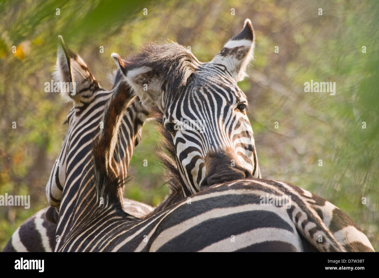 Zebra grooming hi-res stock photography and images - Alamy