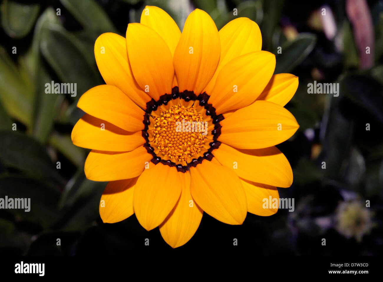 Treasure flower hi-res stock photography and images - Alamy