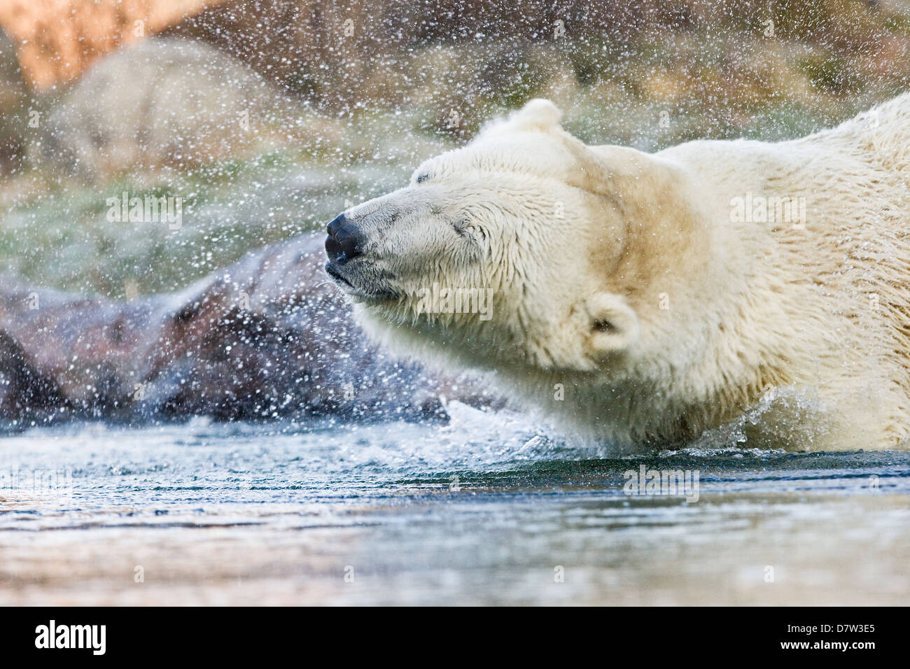 shaking ice bear Stock Photo - Alamy