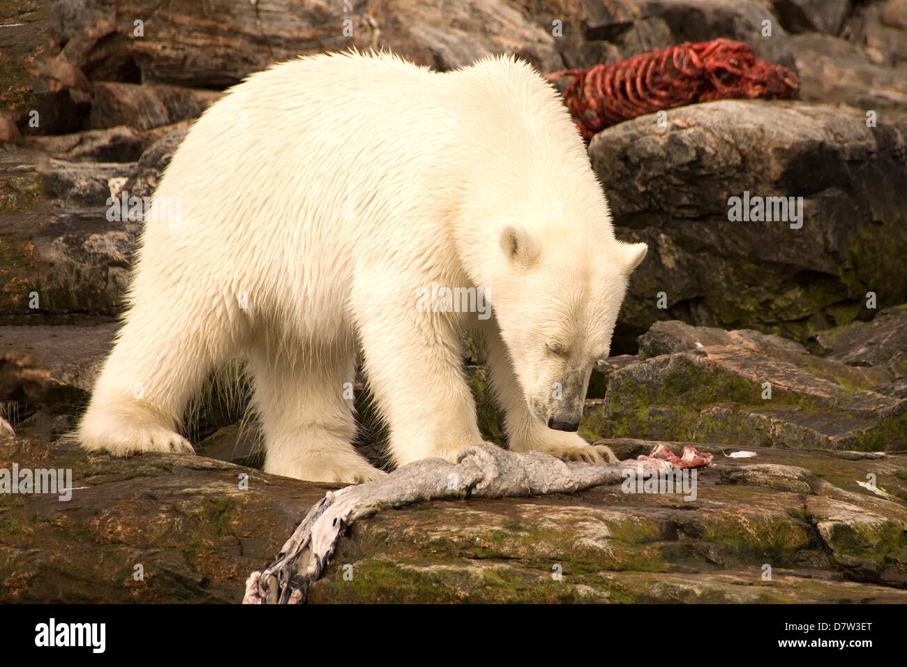 Polar bear feeding on a seal carcass, Button Islands, Labrador, Canada ...