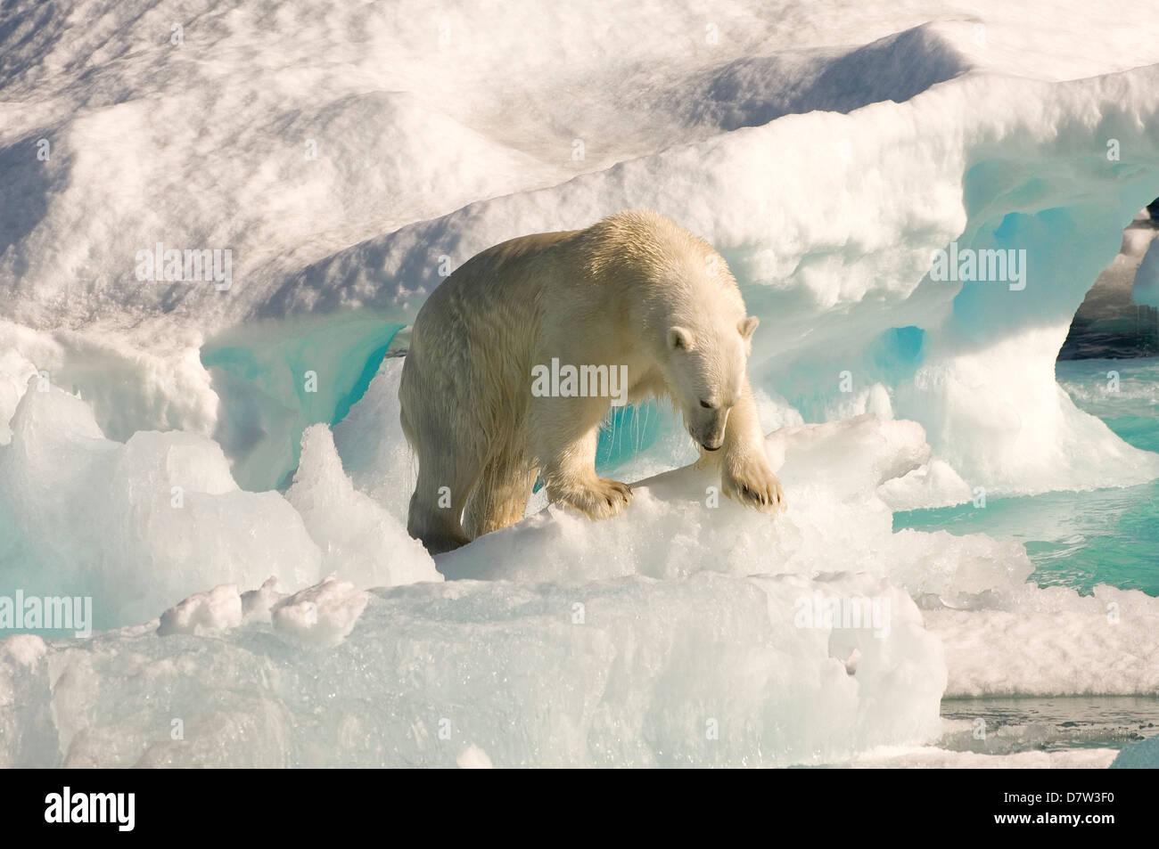 Polar bear on floating ice, Davis Strait, Labrador See, Labrador ...