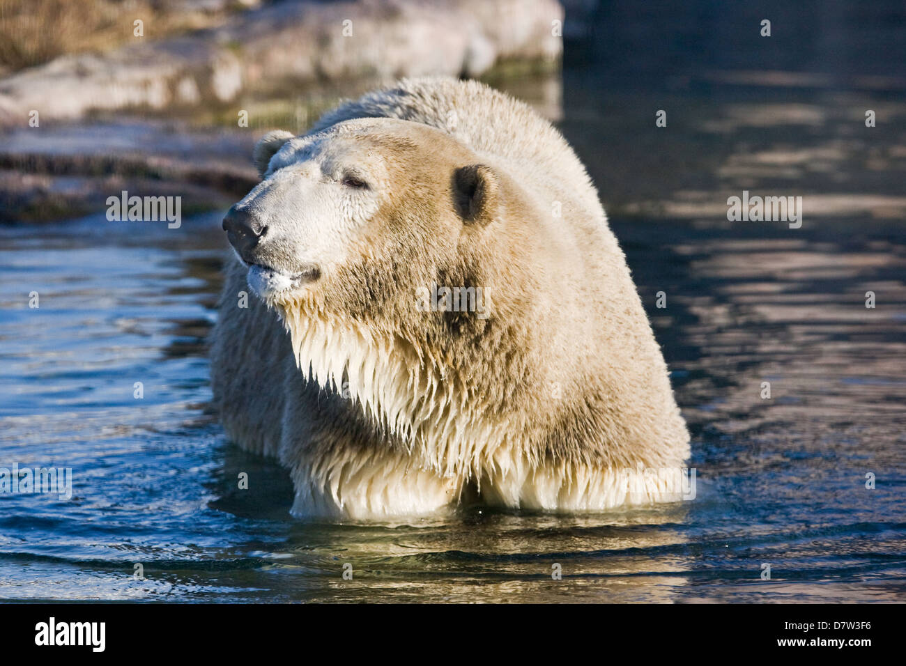 Polarbar High Resolution Stock Photography and Images - Alamy