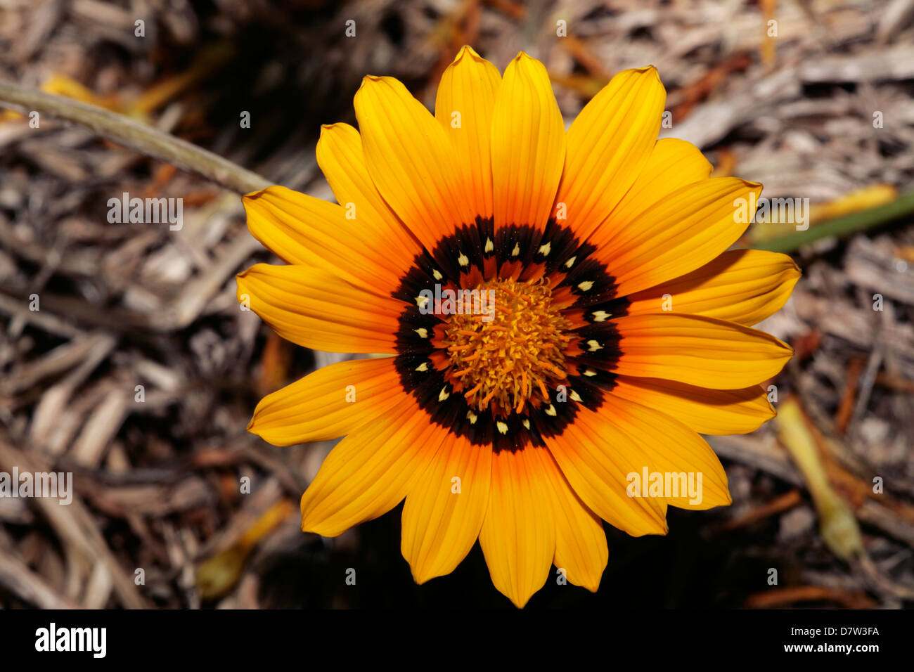 Close-up of Gazania/ Treasure Flower- Family Asteraceae Stock Photo - Alamy