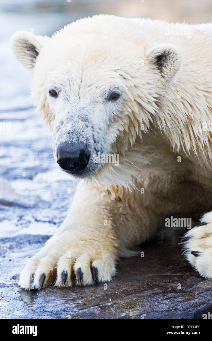 Bears head rock hi-res stock photography and images - Alamy