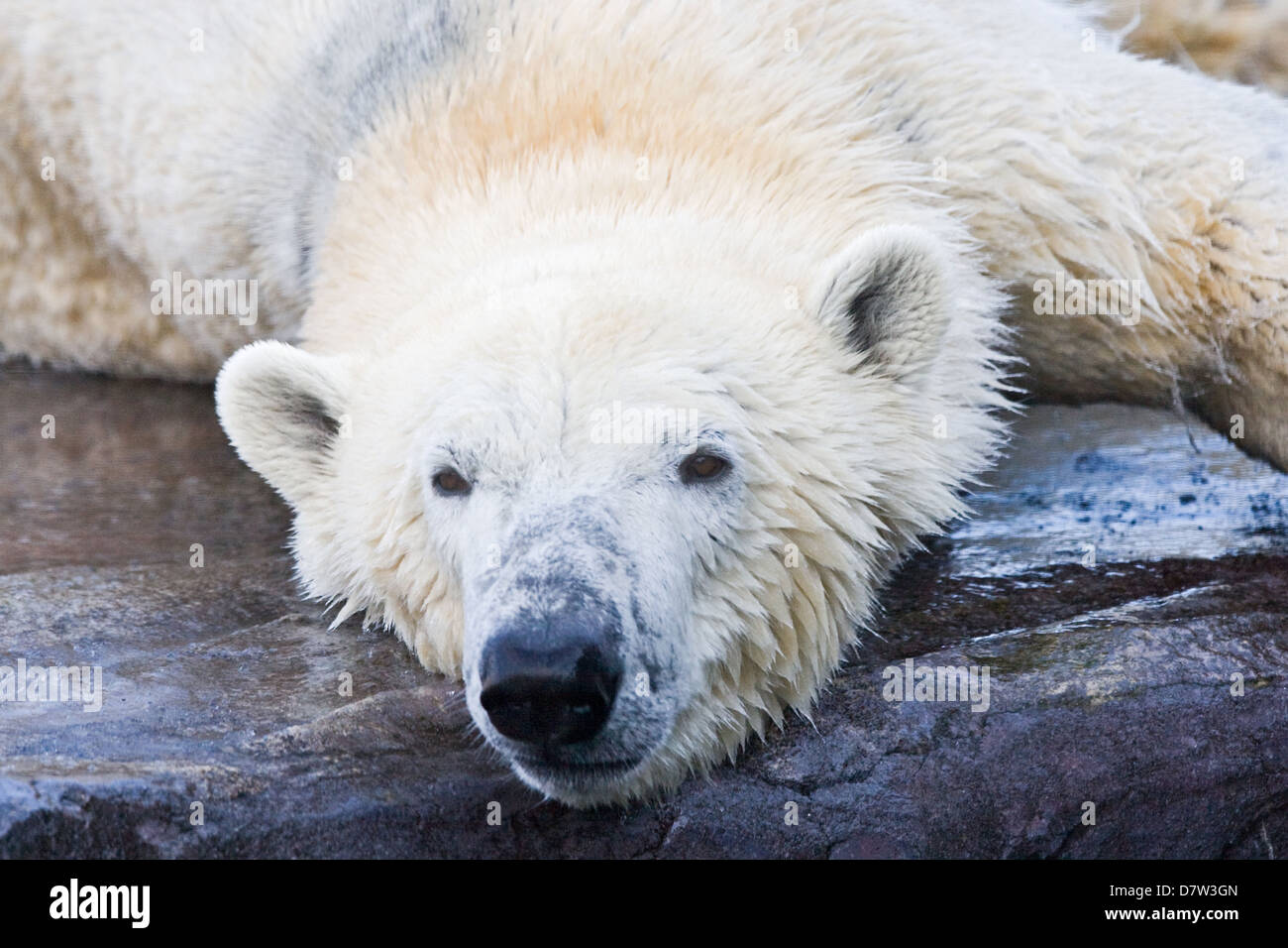Bears head rock hi-res stock photography and images - Alamy
