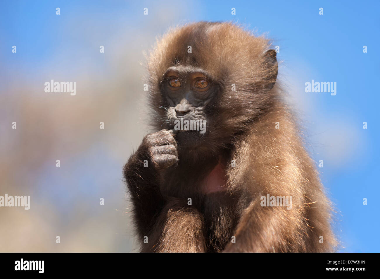 Baby Gelada baboon (Theropithecus Gelada), Simien Mountains National ...