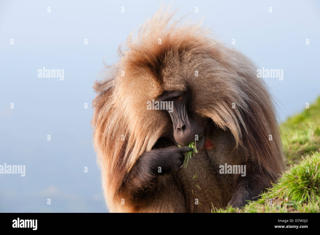 Gelada baboon (Theropithecus Gelada), Simien Mountains National Park ...