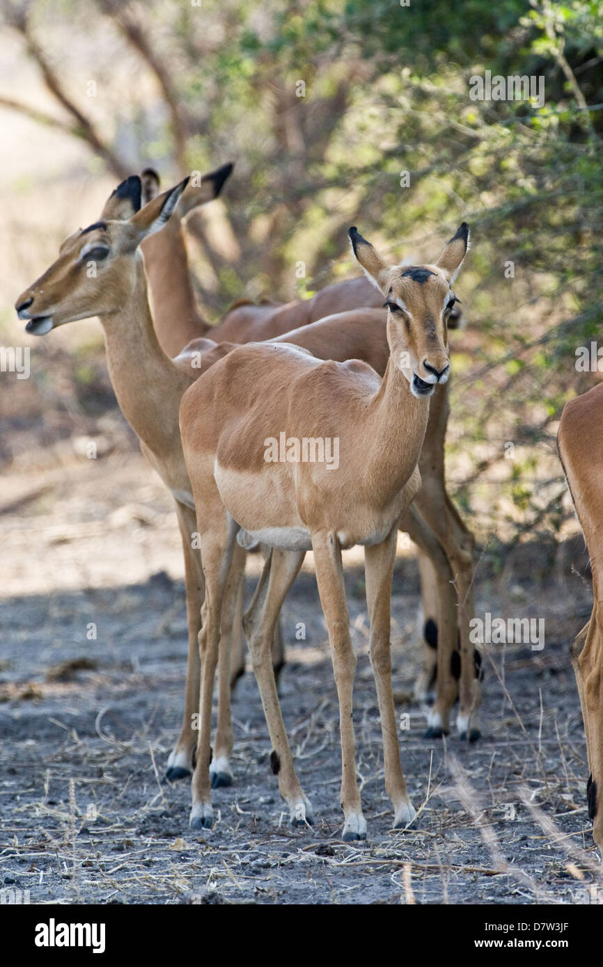 Impala bucks hi-res stock photography and images - Alamy