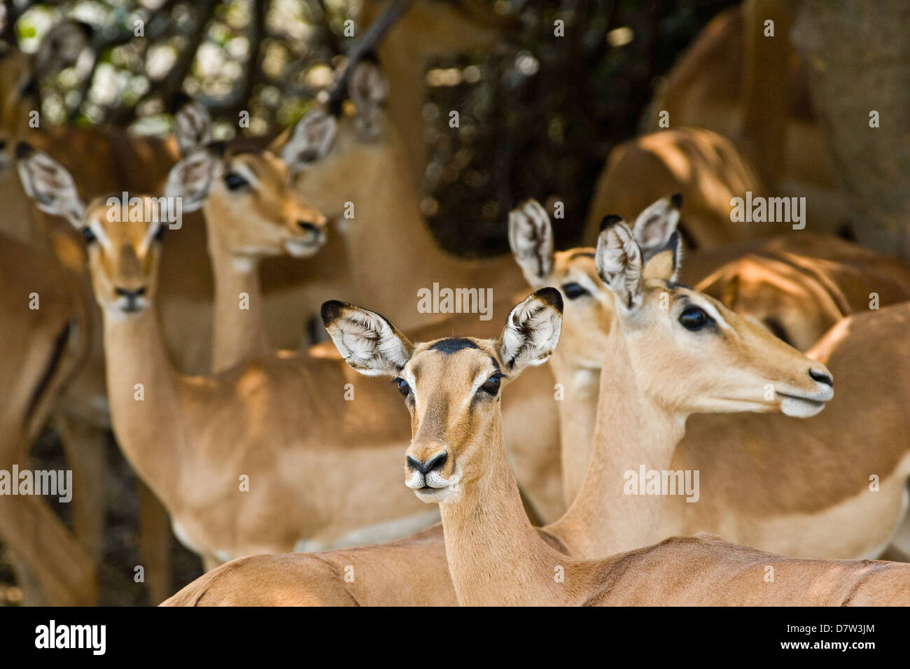 Shaded impala hi-res stock photography and images - Alamy