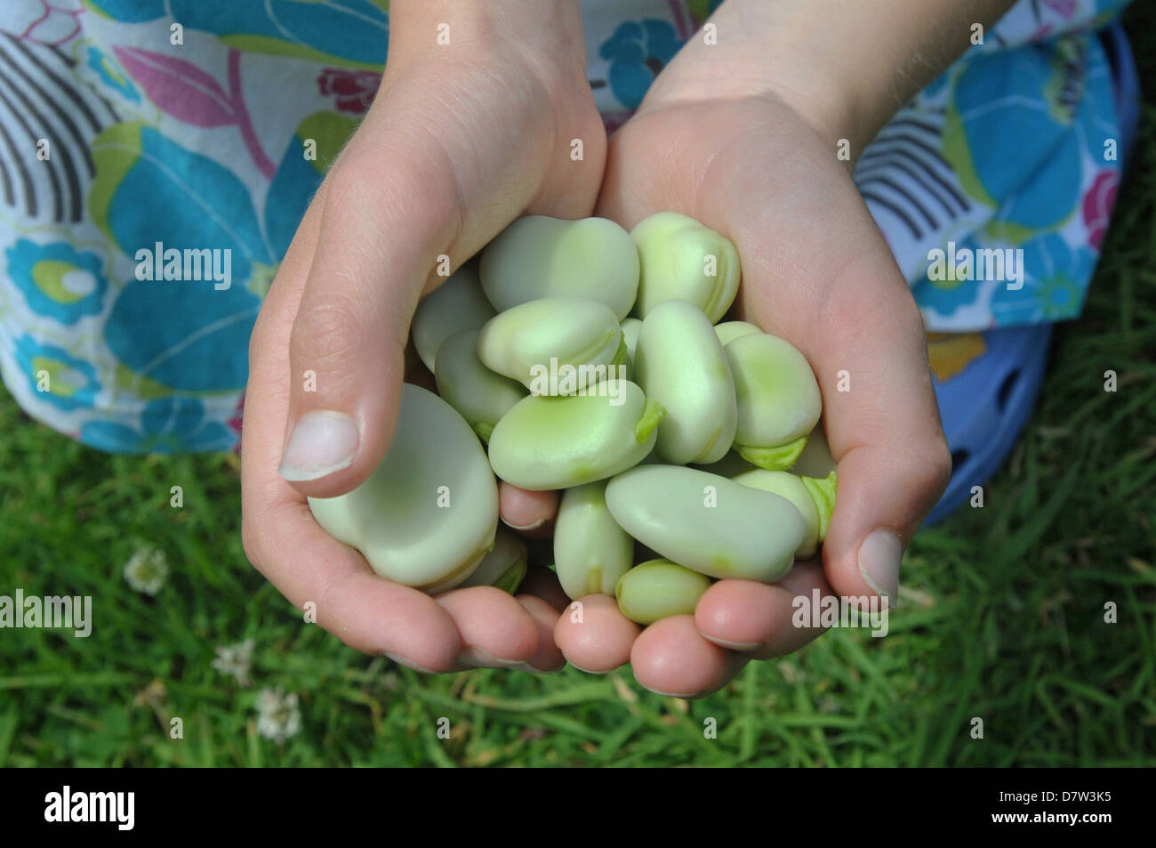 Podded Vegetables High Resolution Stock Photography and Images - Alamy