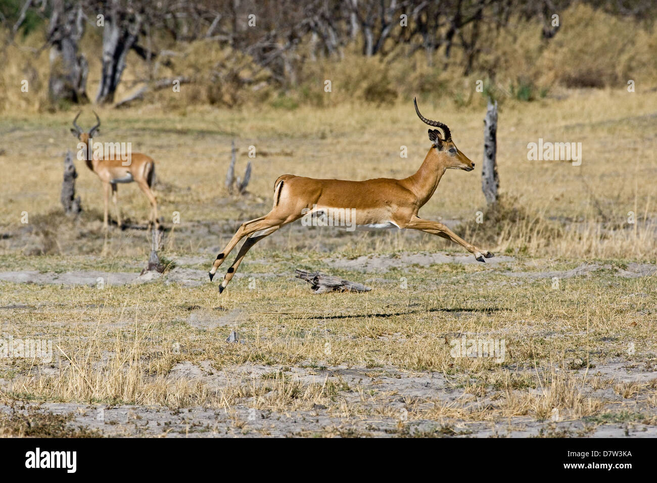 Impala leap hi-res stock photography and images - Alamy