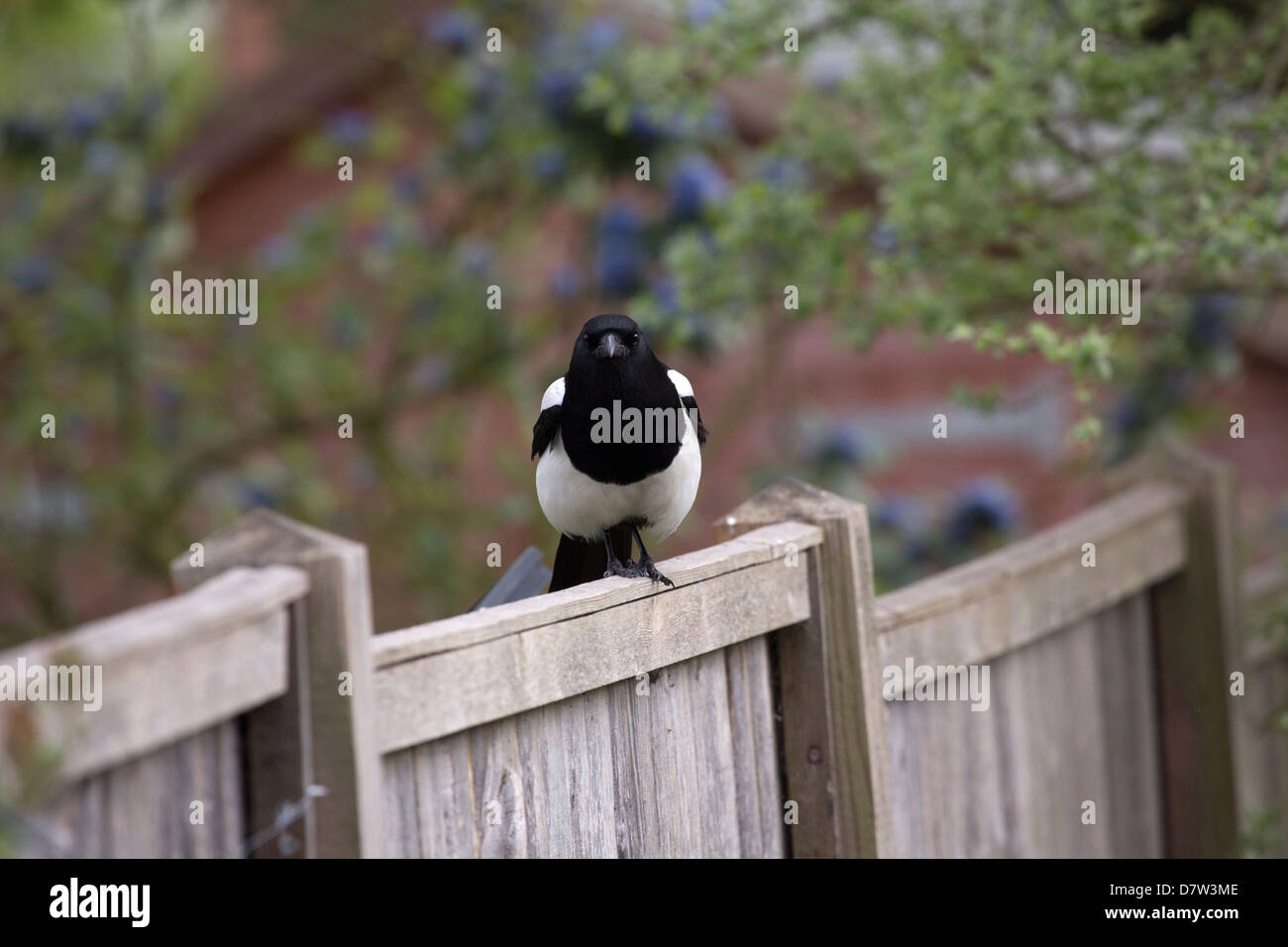 magpie sitting on a garden fence Stock Photo - Alamy