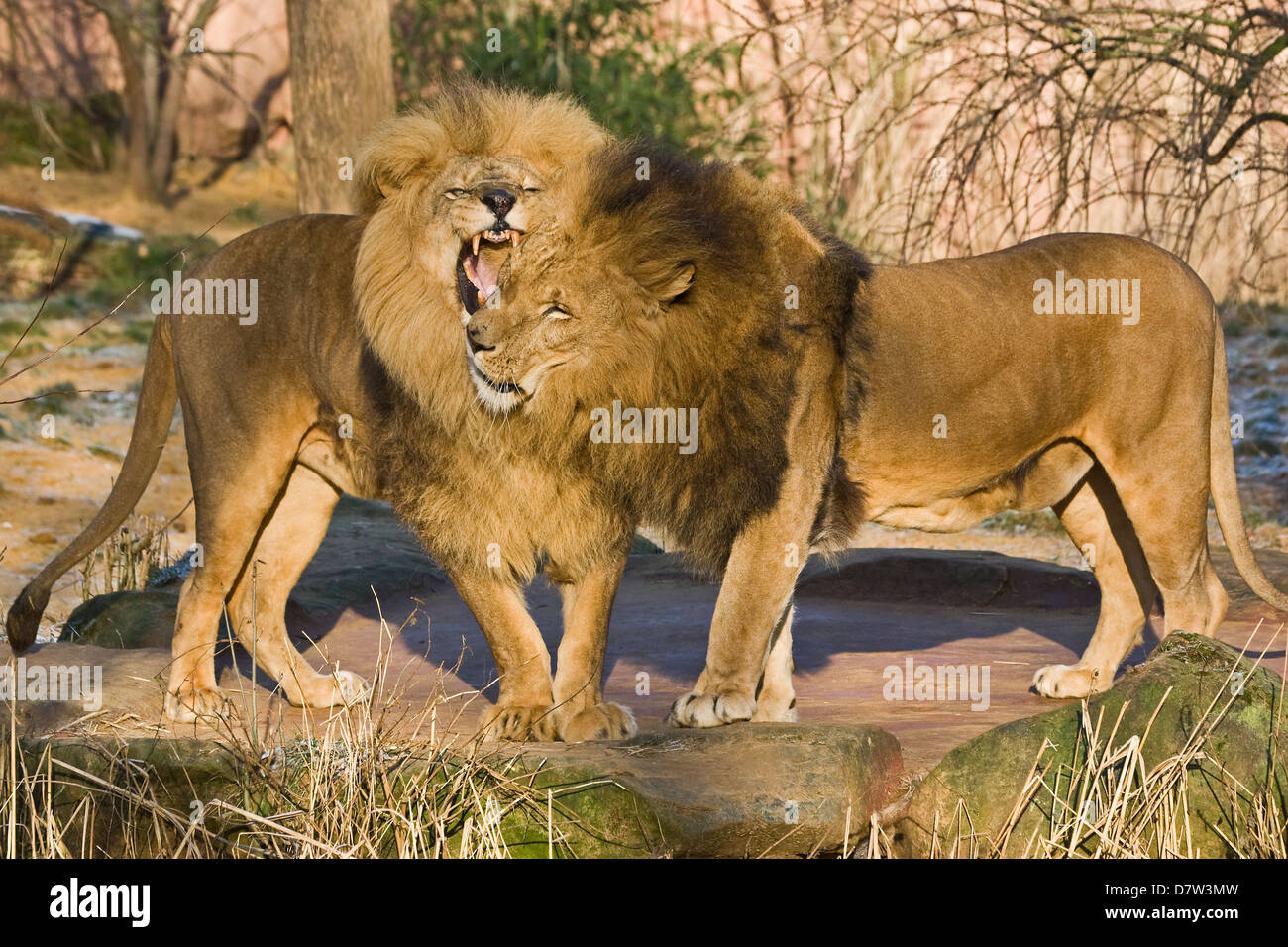 Lion bites hi-res stock photography and images - Alamy