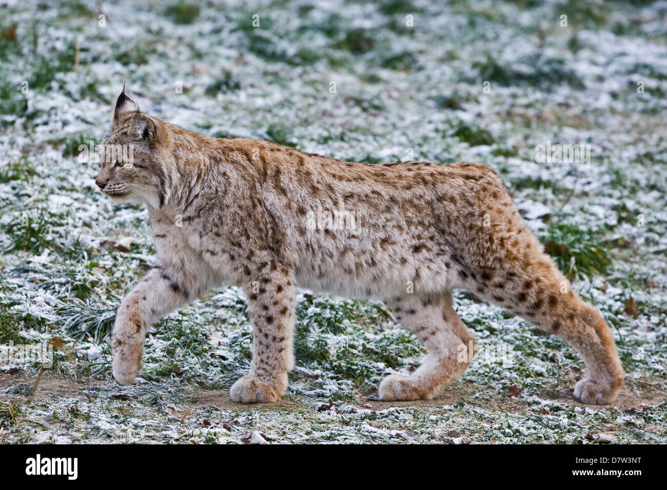 Walking lynx hi-res stock photography and images - Alamy