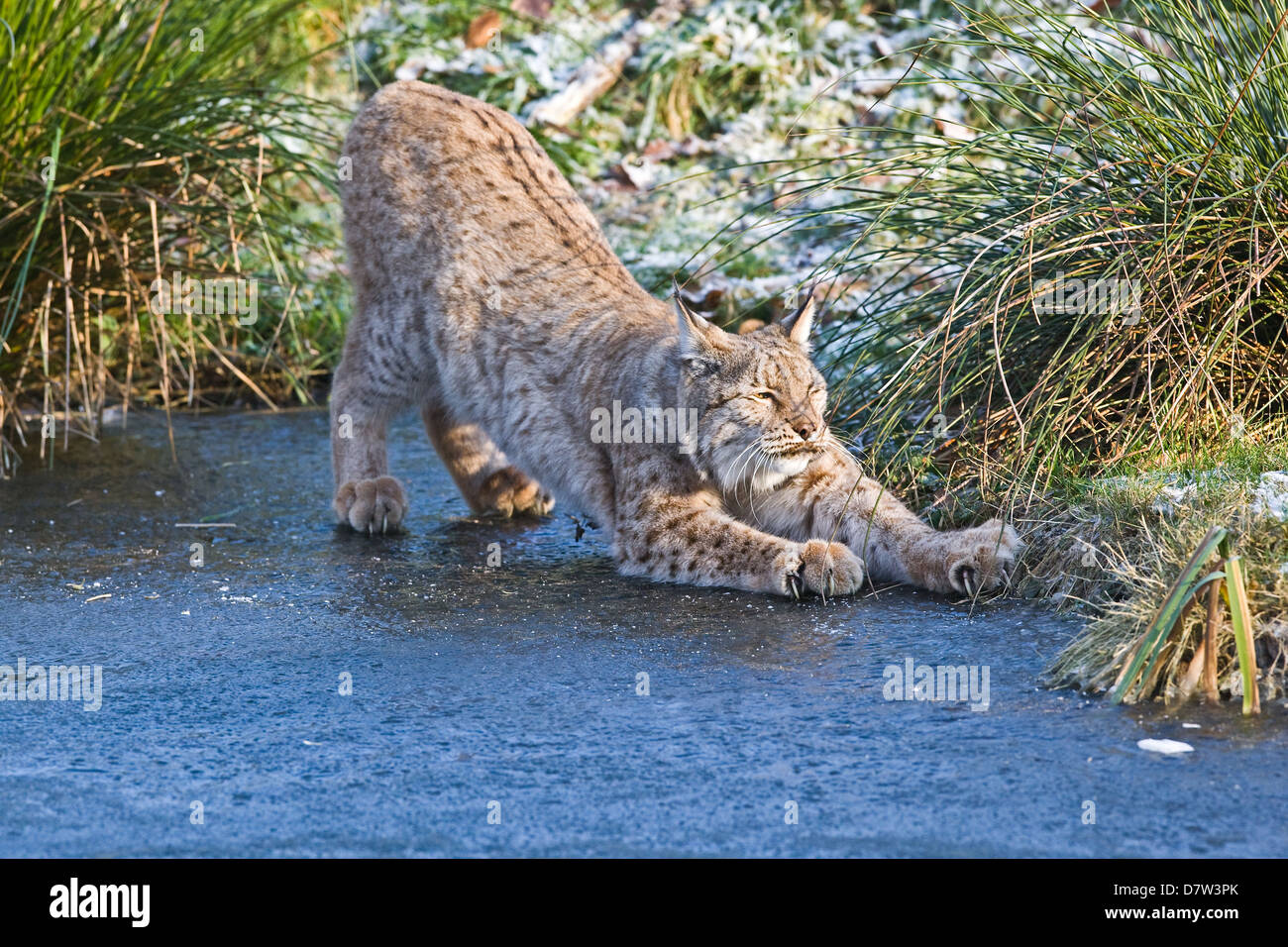 Lynx lake hi-res stock photography and images - Alamy