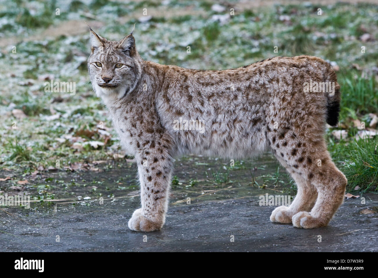 Lynx lake hi-res stock photography and images - Alamy