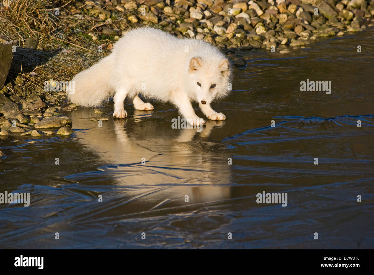 standing arctic fox Stock Photo - Alamy