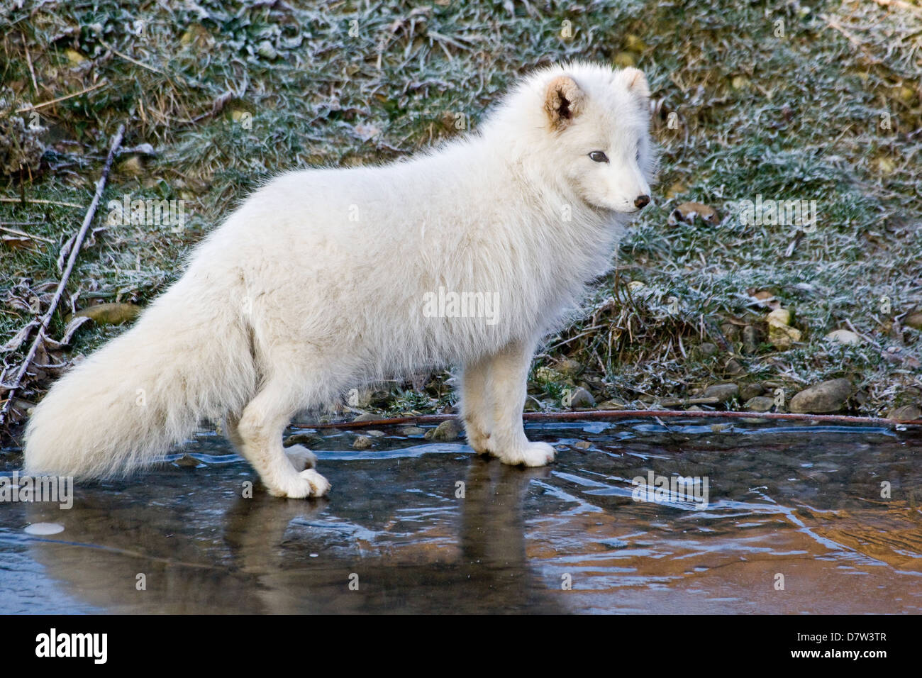 Arctic fox snow water hi-res stock photography and images - Alamy