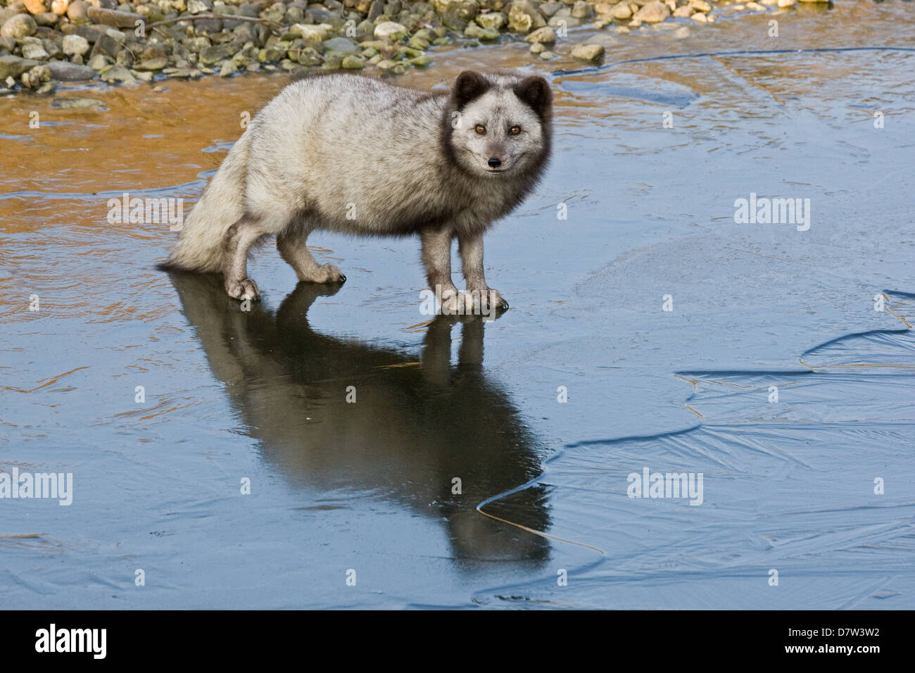 standing arctic fox Stock Photo - Alamy