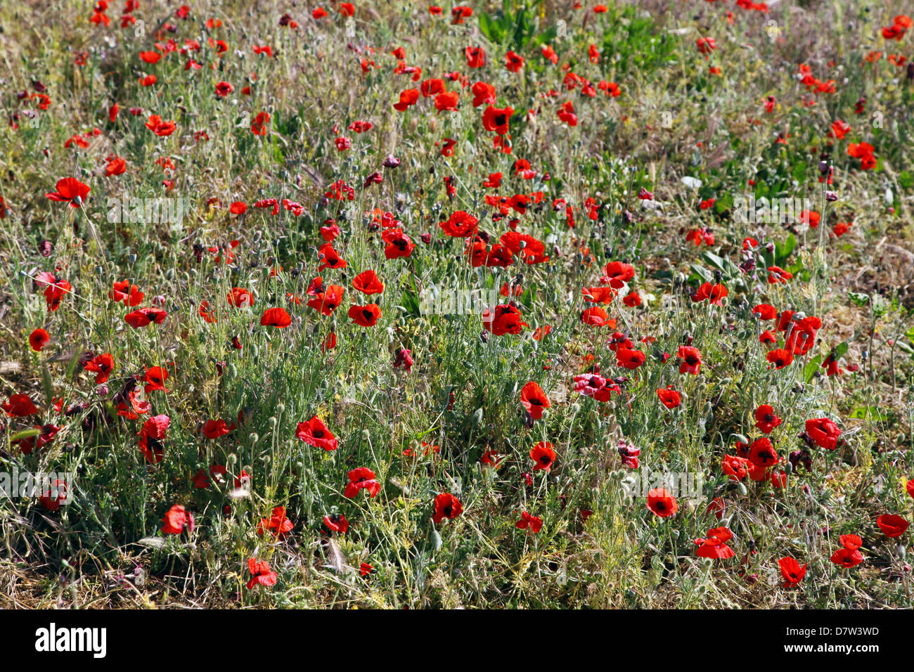RED POPPIES CHERSONES SEVASTOPOL UKRAINE 09 May 2013 Stock Photo - Alamy