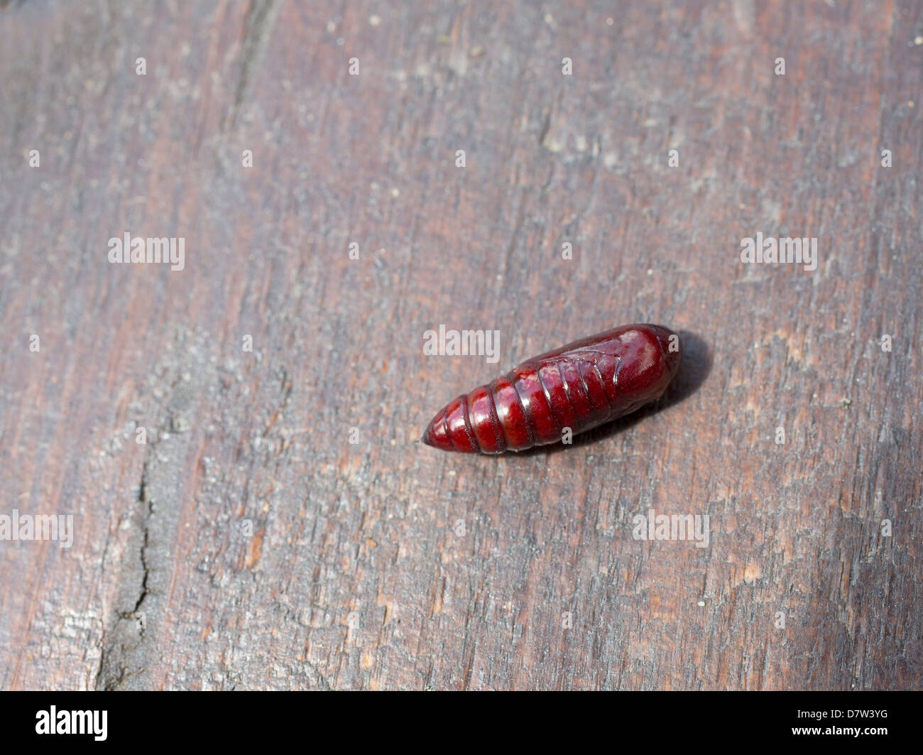 Moth chrysalis hi-res stock photography and images - Alamy